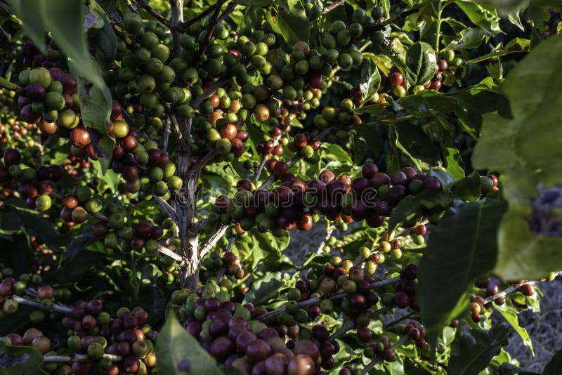 Coffee Beans on Coffee Tree Stock Image - Image of fresh, berries ...