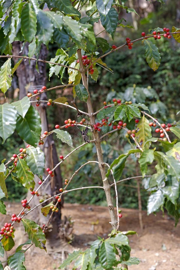 Coffee Beans on a Coffee Tree Stock Image - Image of orchard, fruit ...