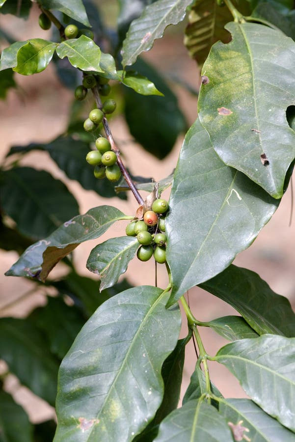 Coffee Beans on a Coffee Tree Stock Photo - Image of beans, coffee ...