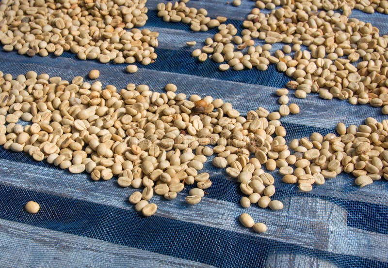 Coffee beans dried stock photo. Image of industry, nature - 73939110