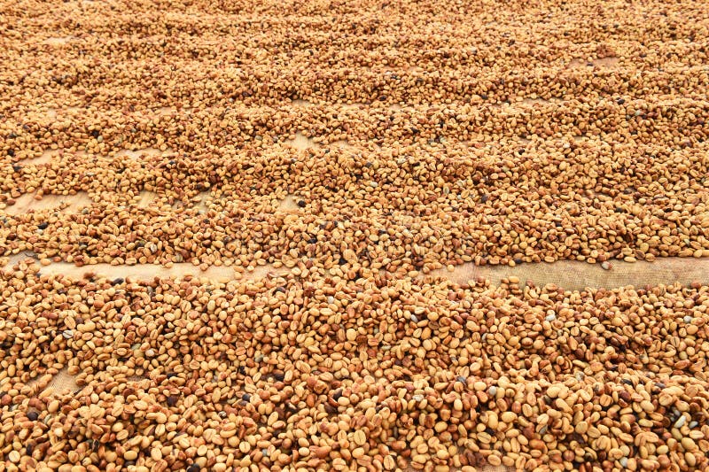 Coffee Beans Dried in the Sun Stock Image - Image of climate, grains ...