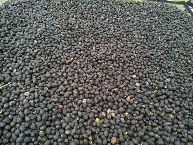 Coffee Beans that are Dried Using Natural Techniques Stock Image ...
