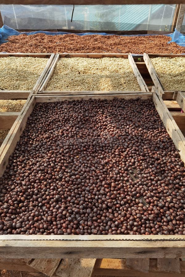 Coffee beans drying stock photo. Image of beverage, seed - 276167538