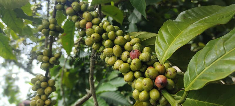 Coffee Beans Entering the Ready-to-harvest Phase Stock Photo - Image of ...