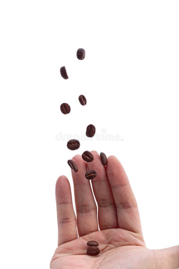 Coffee Beans Fall in the Hands of Isolated on White. Stock Photo ...