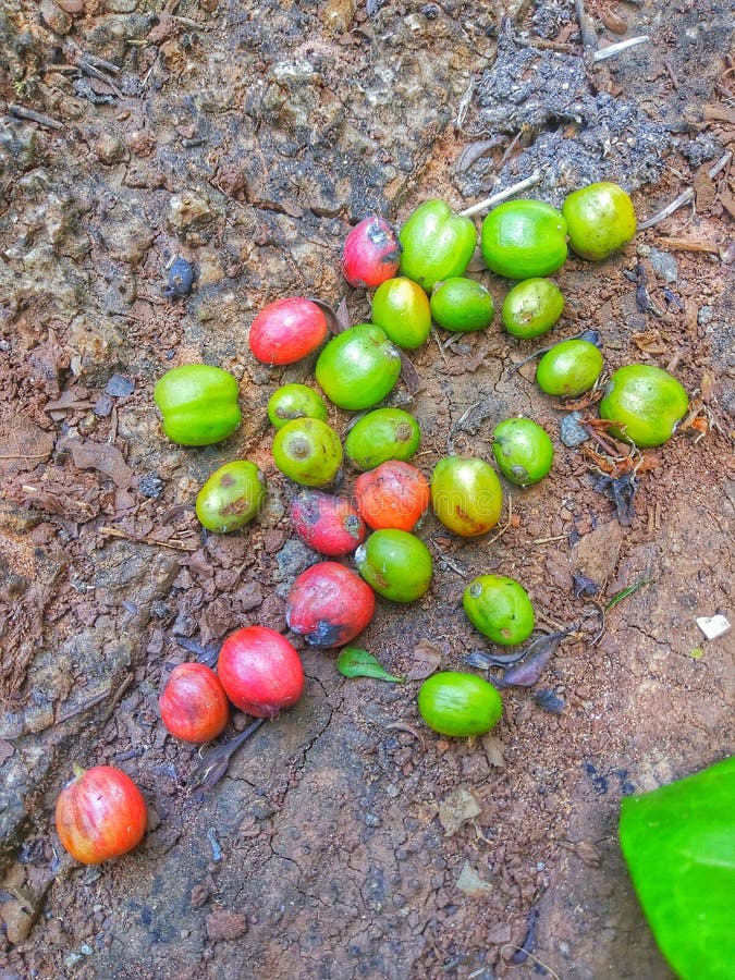 Coffee Beans that Fall from the Tree Stock Photo - Image of crop, leaf ...