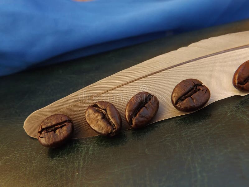 Coffee Beans on Feather and Leader Stock Image - Image of leader, beans ...