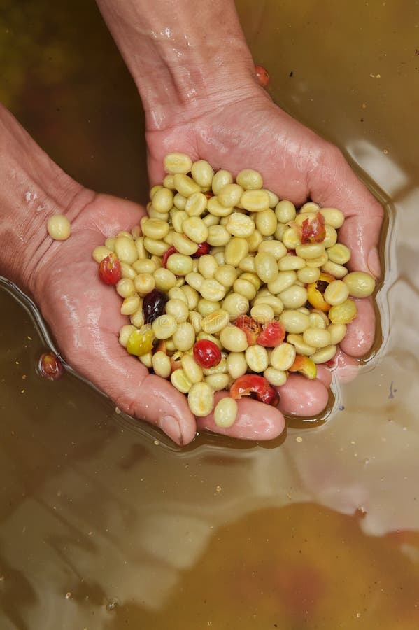Coffee Beans,in the Ferment and Wash Method Stock Image - Image of ...