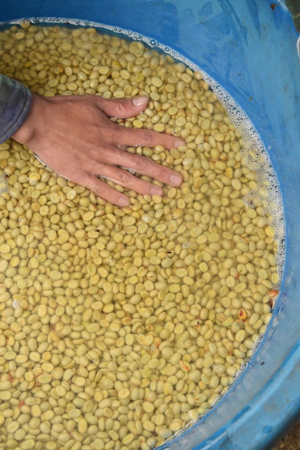 Coffee Beans,in the Ferment and Wash Method Stock Photo - Image of ...