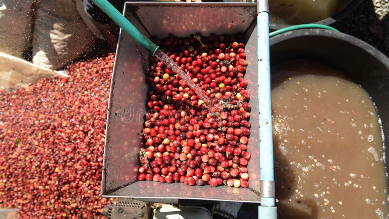 Coffee Beans,in the Ferment and Wash Method Stock Photo - Image of ...