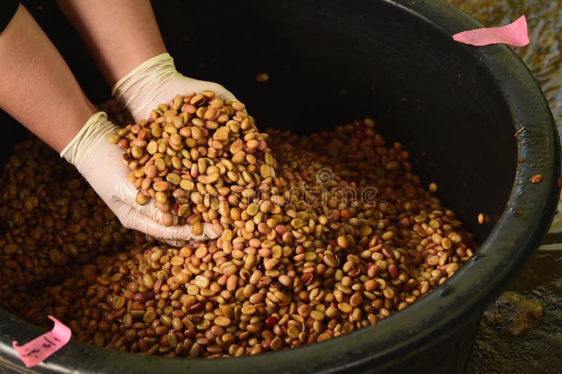 Coffee Beans,in the Ferment and Wash Method Stock Photo - Image of grow ...