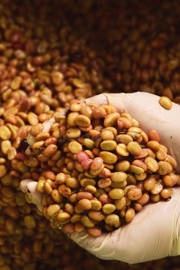 Coffee Beans,in the Ferment and Wash Method Stock Image - Image of ...