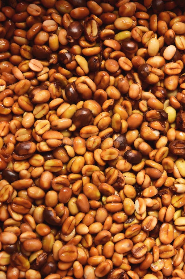 Coffee Beans,in the Ferment and Wash Method Stock Photo - Image of ...