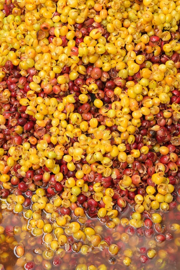 Coffee Beans,in the Ferment and Wash Method Stock Photo - Image of ...
