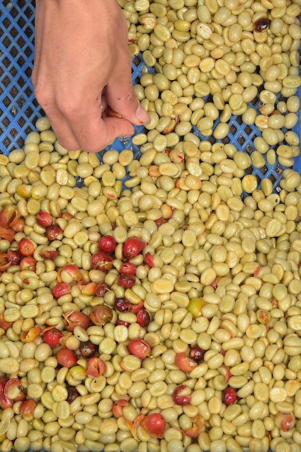 Coffee Beans,in the Ferment and Wash Method Stock Image - Image of ...