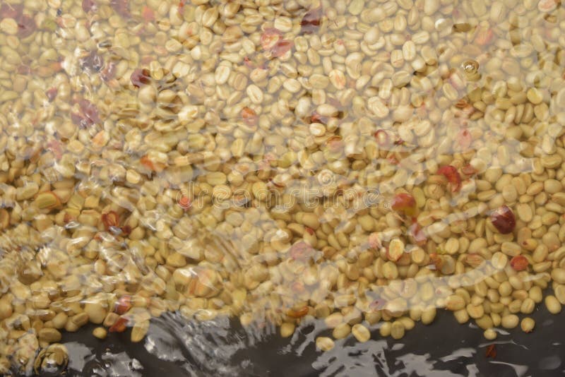 Coffee Beans,in the Ferment and Wash Method Stock Image - Image of ...