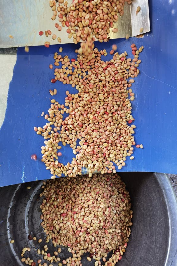 Coffee Beans,in the Ferment and Wash Method Stock Image - Image of ...