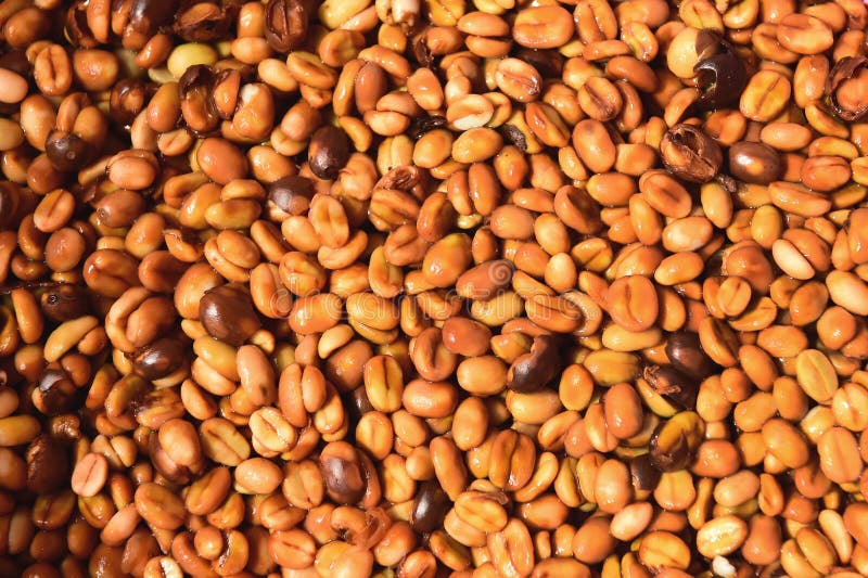 Coffee Beans,in the Ferment and Wash Method Stock Photo - Image of ...