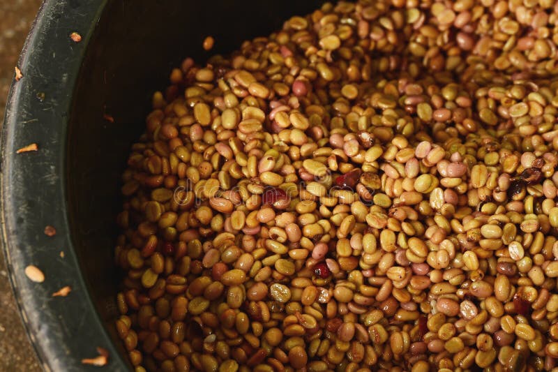 Coffee Beans,in the Ferment and Wash Method Stock Image - Image of ...