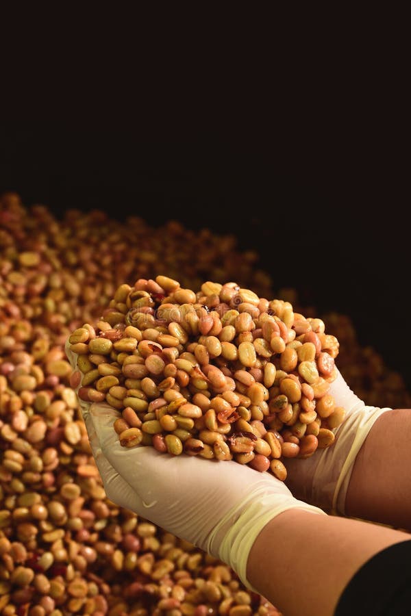 Coffee Beans,in the Ferment and Wash Method Stock Photo - Image of ...