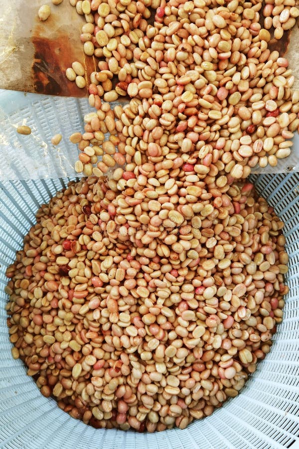 Coffee Beans,in the Ferment and Wash Method Stock Photo - Image of ...