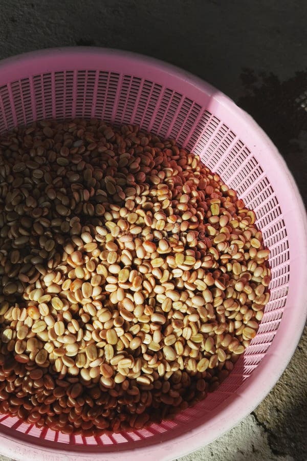 Coffee Beans,in the Ferment and Wash Method Stock Photo - Image of ...