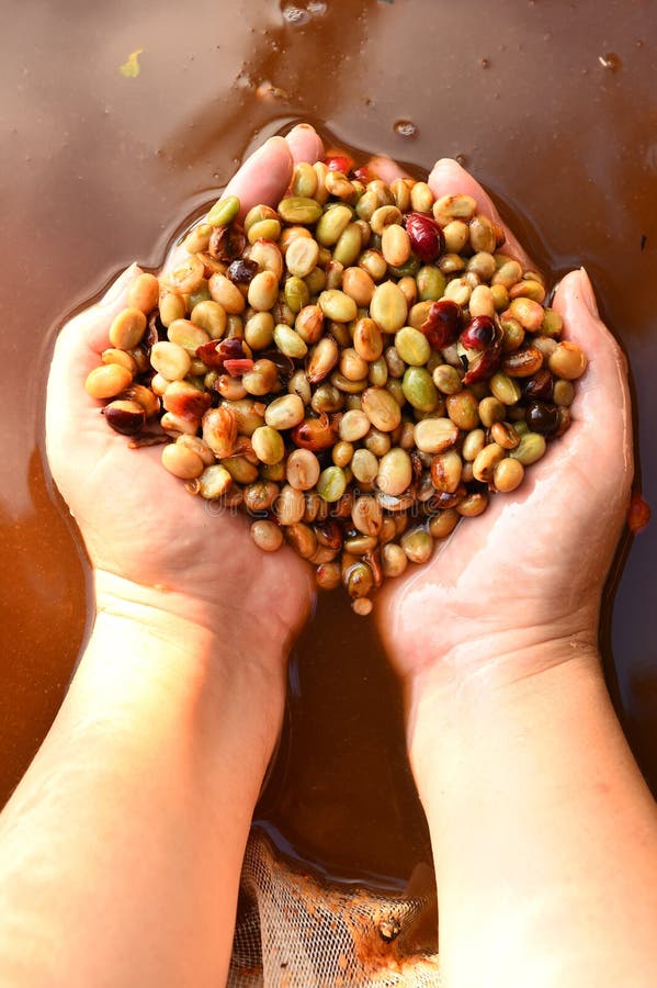 Coffee Beans,in the Ferment and Wash Method Stock Image - Image of ...