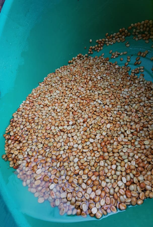 Coffee Beans,in the Ferment and Wash Method Stock Photo - Image of ...