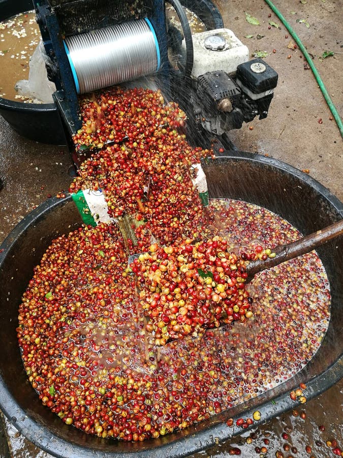 Coffee Beans,in the Ferment and Wash Method Stock Image - Image of ...