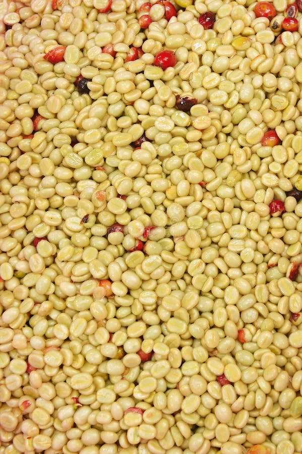 Coffee Beans,in the Ferment and Wash Method Stock Photo - Image of ...