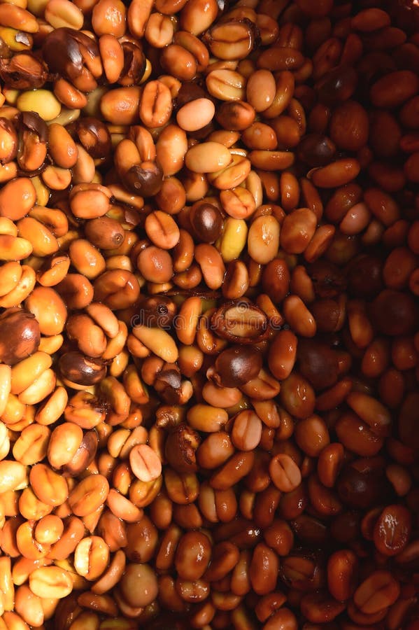 Coffee Beans,in the Ferment and Wash Method Stock Photo - Image of ...