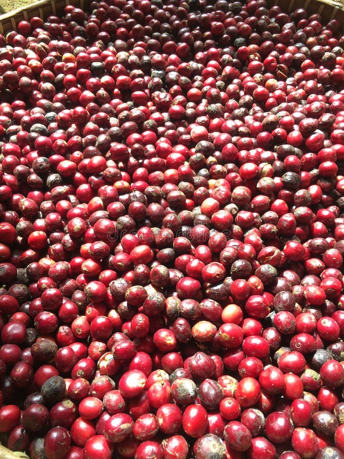 Biji stock image. Image of kopi, fruits, biji, beans - 264180043