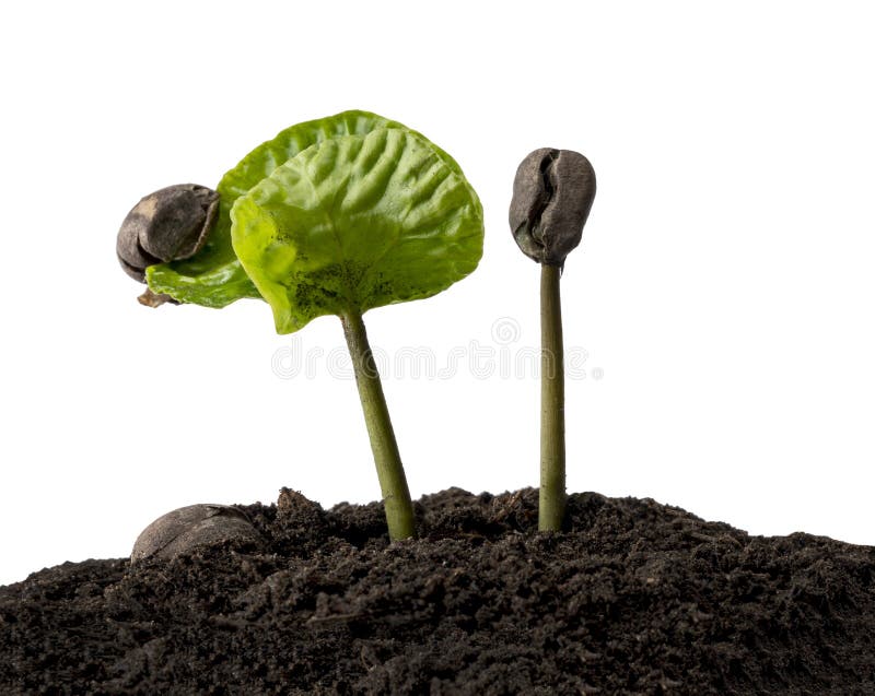 Germinating bean seeds stock photo. Image of growth, leaf - 19077598