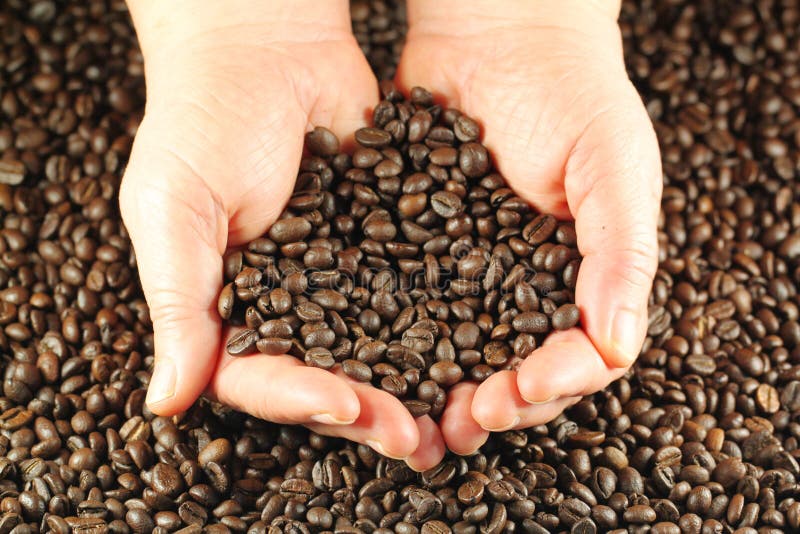 Coffee beans in hand stock image. Image of coffee, coffeehouse - 23239785