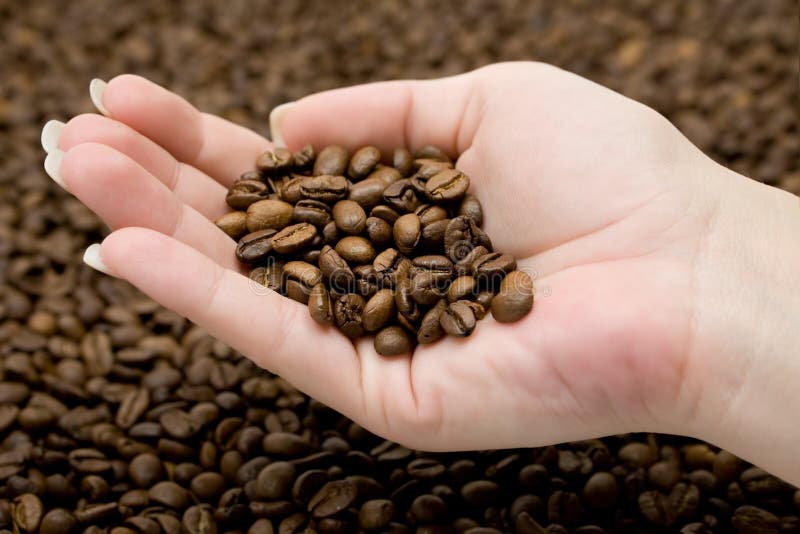 Coffee Beans in Hand stock photo. Image of caffein, caffeine - 3694060