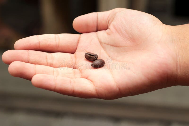 Coffee beans in the hand stock image. Image of agriculture - 54772131