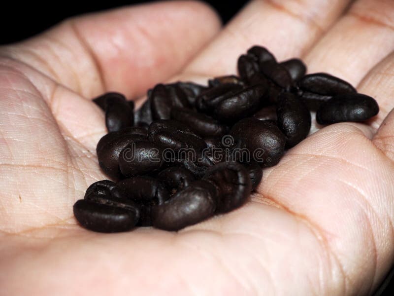 Coffee beans in a hand stock image. Image of breakfast - 148428845