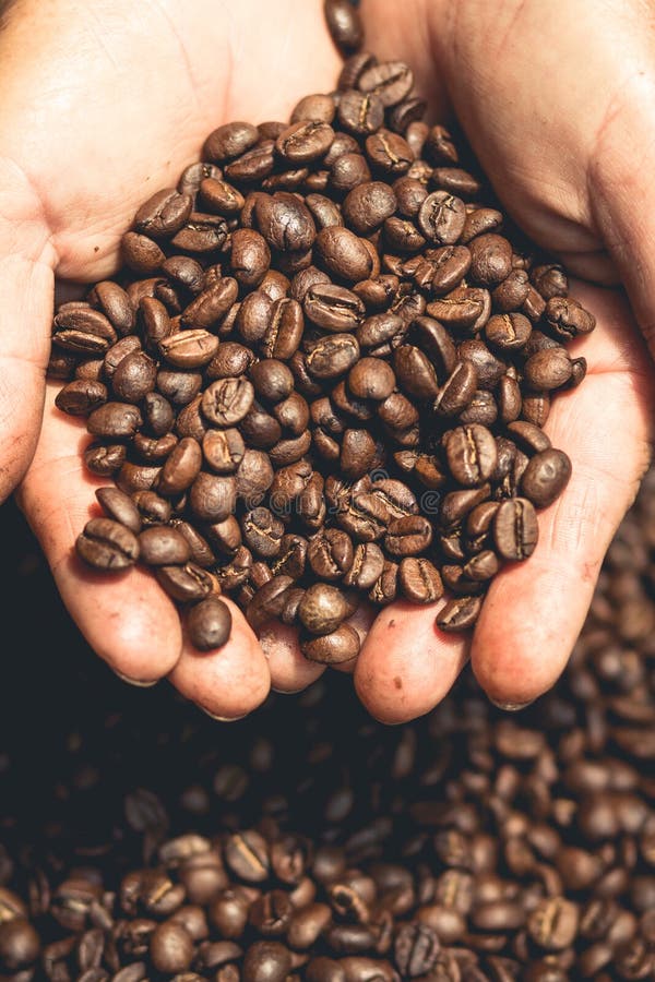 Coffee Beans in Hand Coffee Blackground Stock Image - Image of honey ...