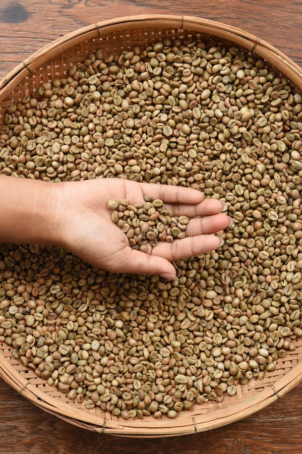 Coffee beans on hand stock image. Image of agriculture - 77951465