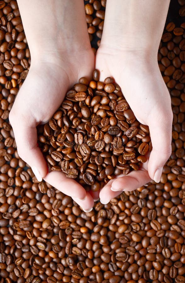 Coffee beans in hand stock photo. Image of freshness - 56092126
