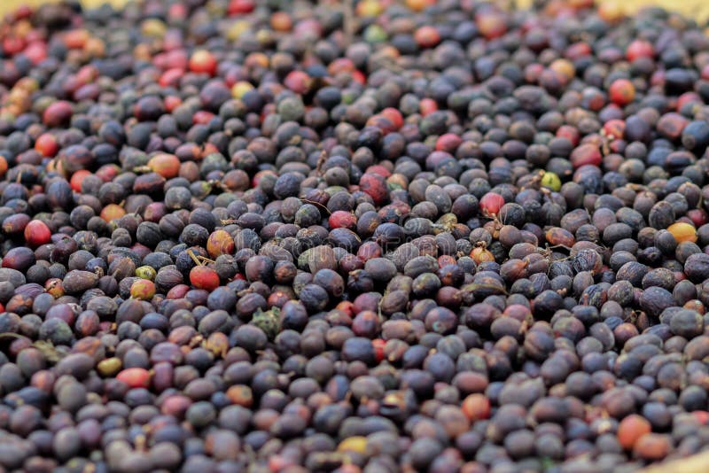Coffee Beans that Have Been Sun Dried because they are in the Process ...