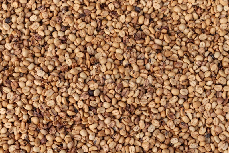 Coffee Beans that Have Been Sun Dried because they are in the Process ...