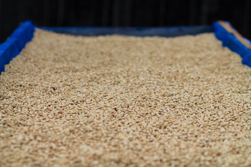 Coffee Beans that Have Been Sun Dried because they are in the Process ...