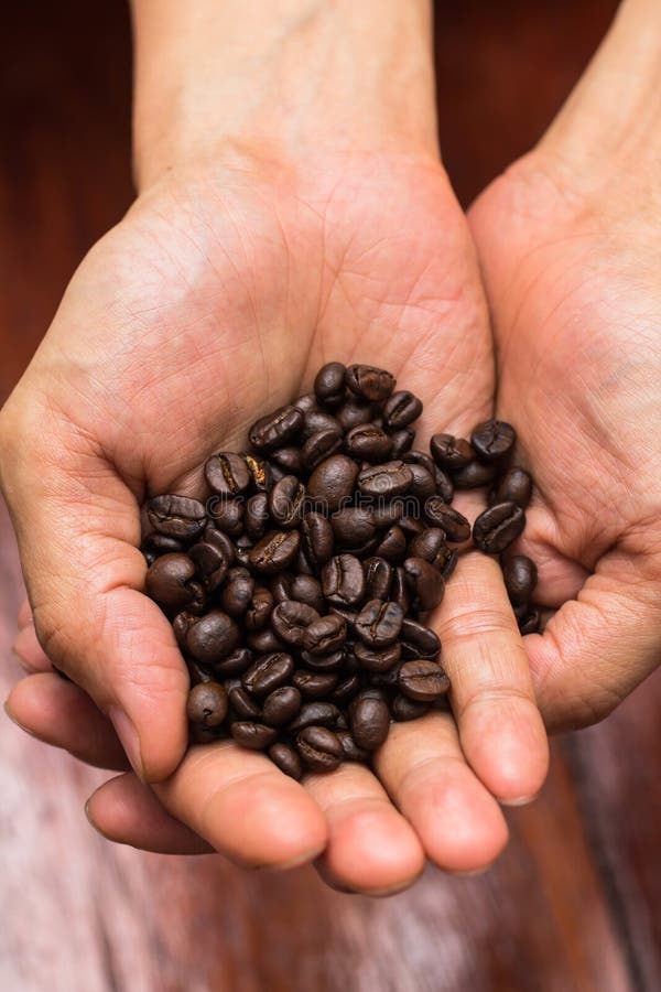 Coffee beans in hands stock photo. Image of aroma, fresh - 30044804