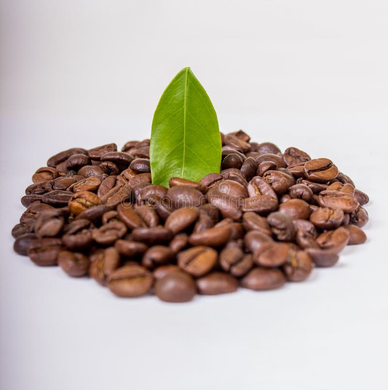 Coffee beans isolated stock photo. Image of border, beverage - 87389476