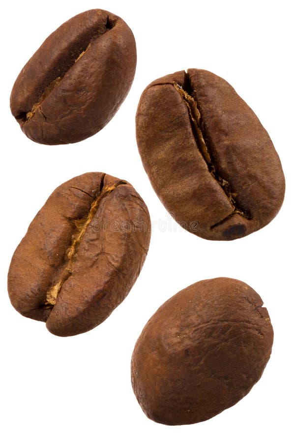 Single coffee bean stock photo. Image of agriculture, taste - 5262956