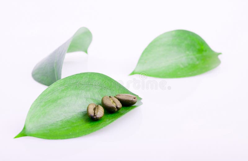 Coffee beans on the leaf stock image. Image of nature - 3287167