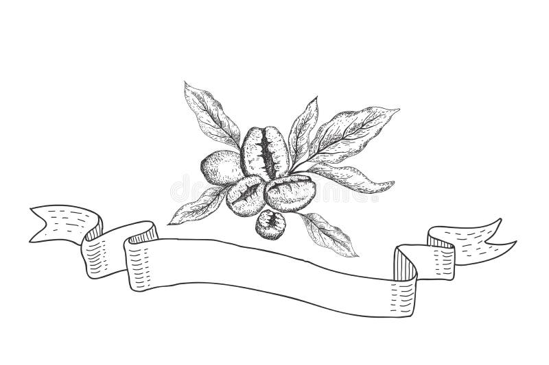 Coffee Beans and Leaves with Ribbon. Isolated on a White Background ...