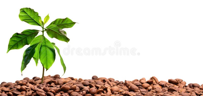Coffee Beans and Little Coffee Plant, Isolated Background Stock Photo ...