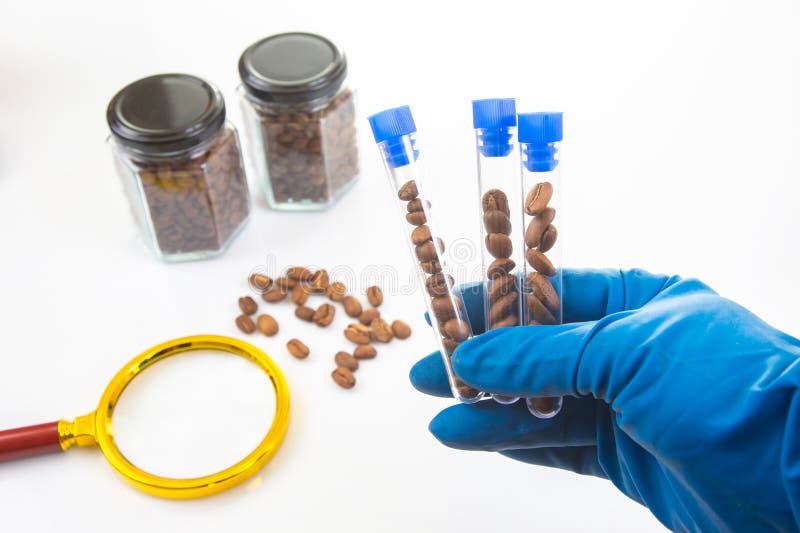 Coffee Beans are Meticulously Studied in a Laboratory Setting, with ...